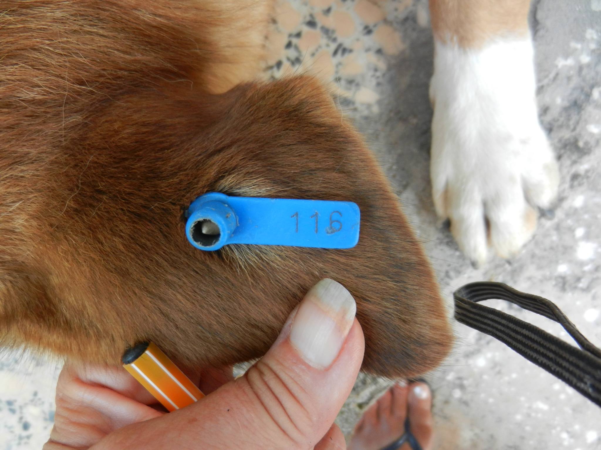 TNR - Trap, Neuter, Return - KAPSA