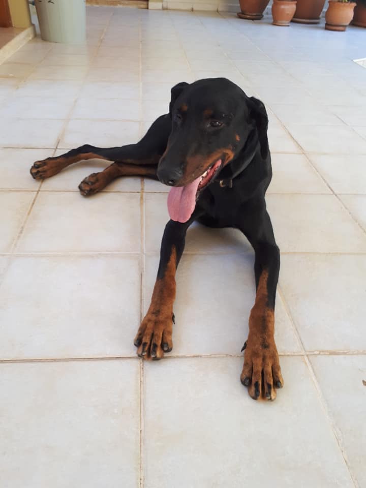 Doberman Looking for a Home - ADOPTED - KAPSA