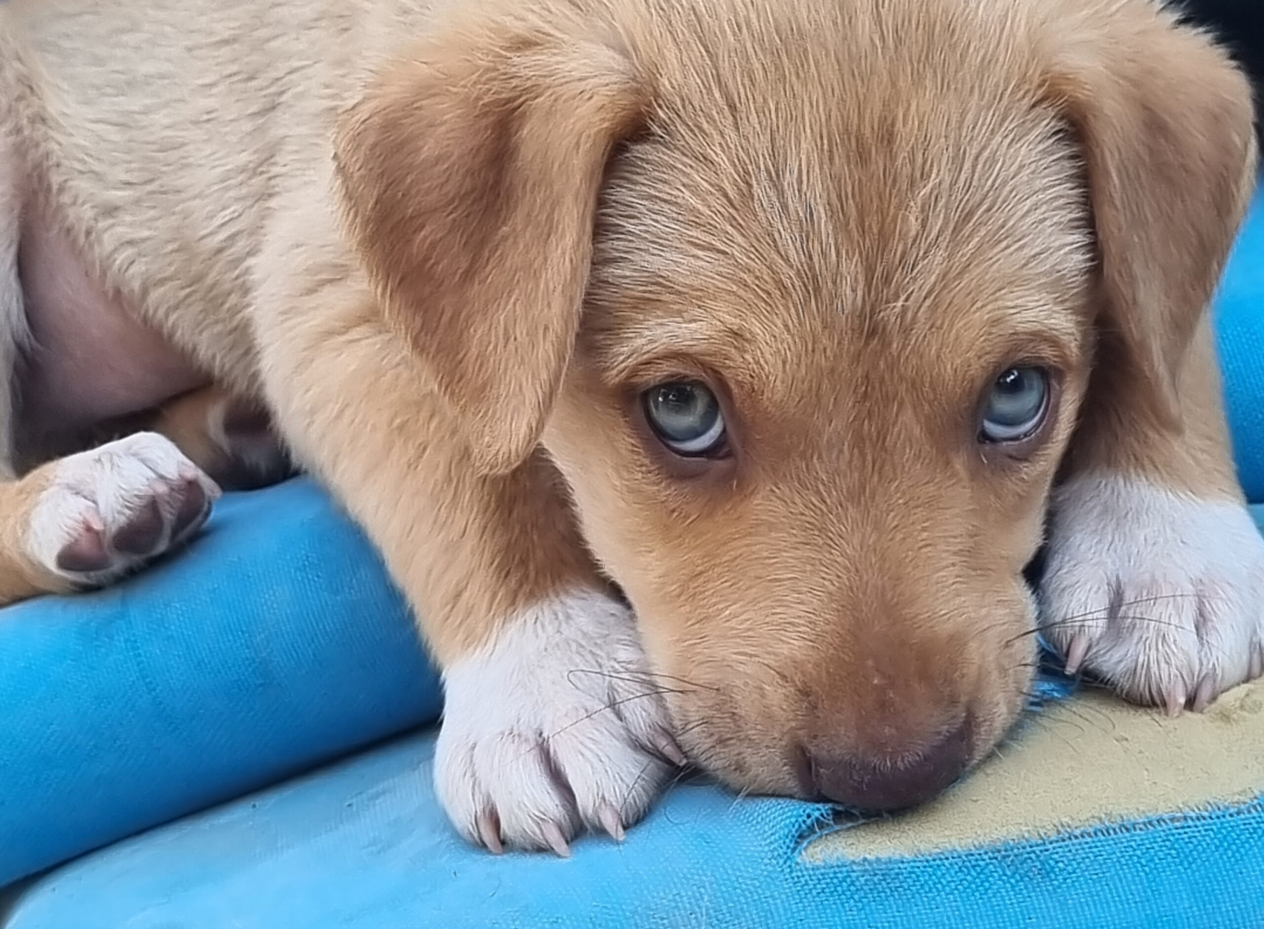 Contribute to KAPSA - KAPSA