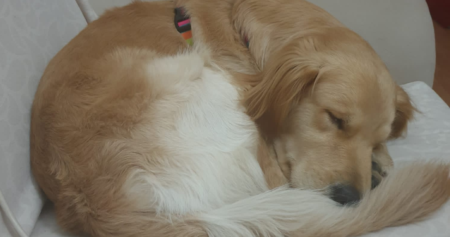 Beautiful Rescue Dog - REHOMED! - KAPSA